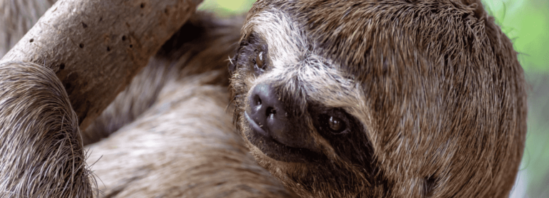 Faultier Steckbrief - Wissenswertes und Fakten